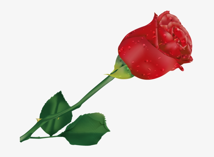 Beautiful Single Rose Flower - Single Rose Flower Image Png Transparent ...