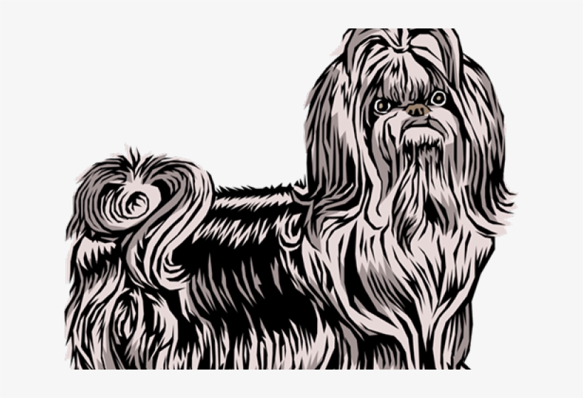 Shih Tzu Transparent PNG - 640x480 - Free Download on NicePNG