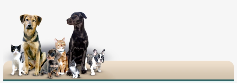 Pet World - Animal Header Transparent PNG - 1000x312 - Free Download on ...