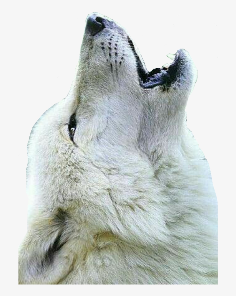 Lobo Sticker Transparent PNG - 1024x1024 - Free Download on NicePNG