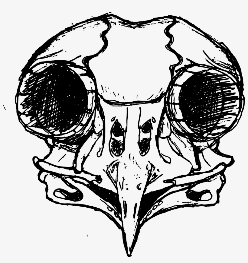 Owl Skull - Owl Skull Drawing Transparent PNG - 1445x1467 - Free ...