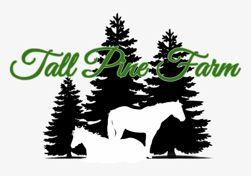 Tall Pine Farm - Black And White Trees Png Transparent PNG - 960x720 ...