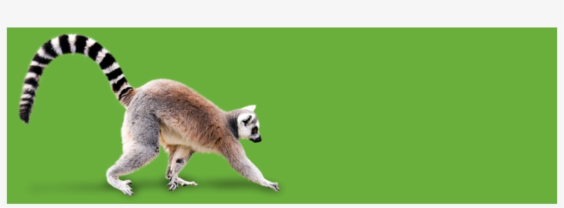 0 - Madagascar Cat Transparent PNG - 1400x450 - Free Download on NicePNG