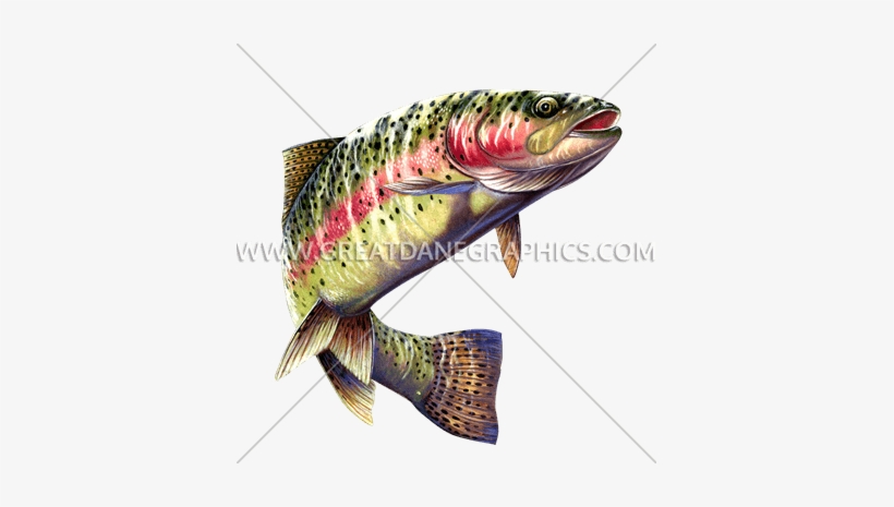 Rainbow Trout Vector