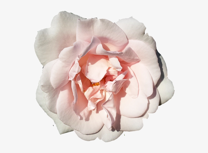 Garden Roses Transparent PNG - 651x720 - Free Download on NicePNG