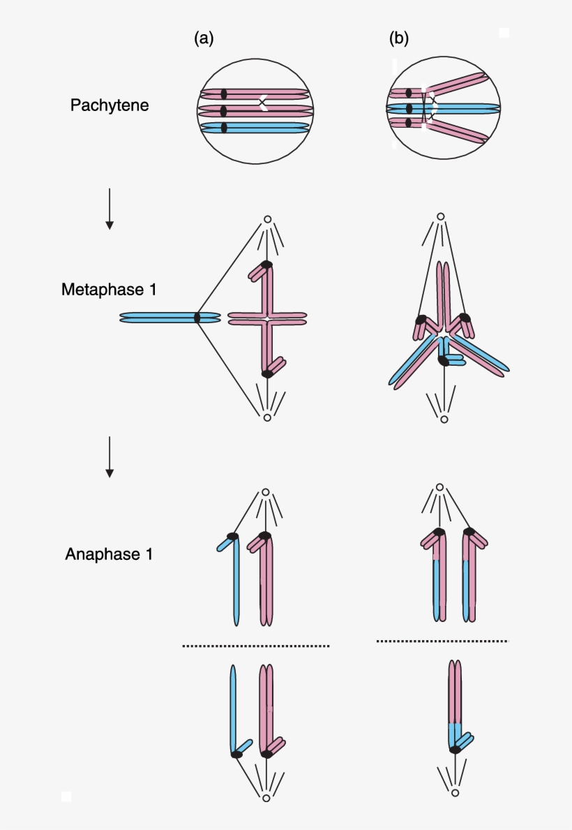 Cartoon Illustrating The Different Types Of Secondary - Bivalent And ...