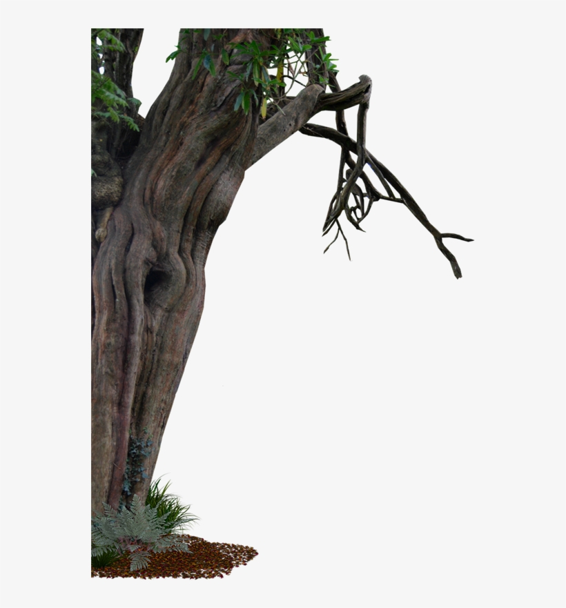Creepy Old Tree - Tree Old Png Transparent PNG - 900x900 - Free ...