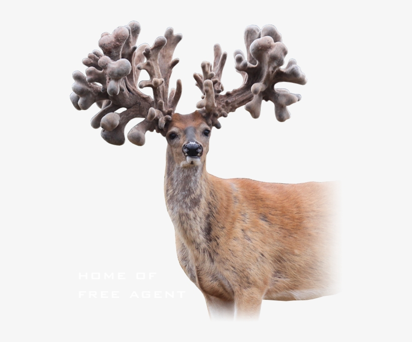 Free Agent - Elk Transparent PNG - 576x684 - Free Download on NicePNG