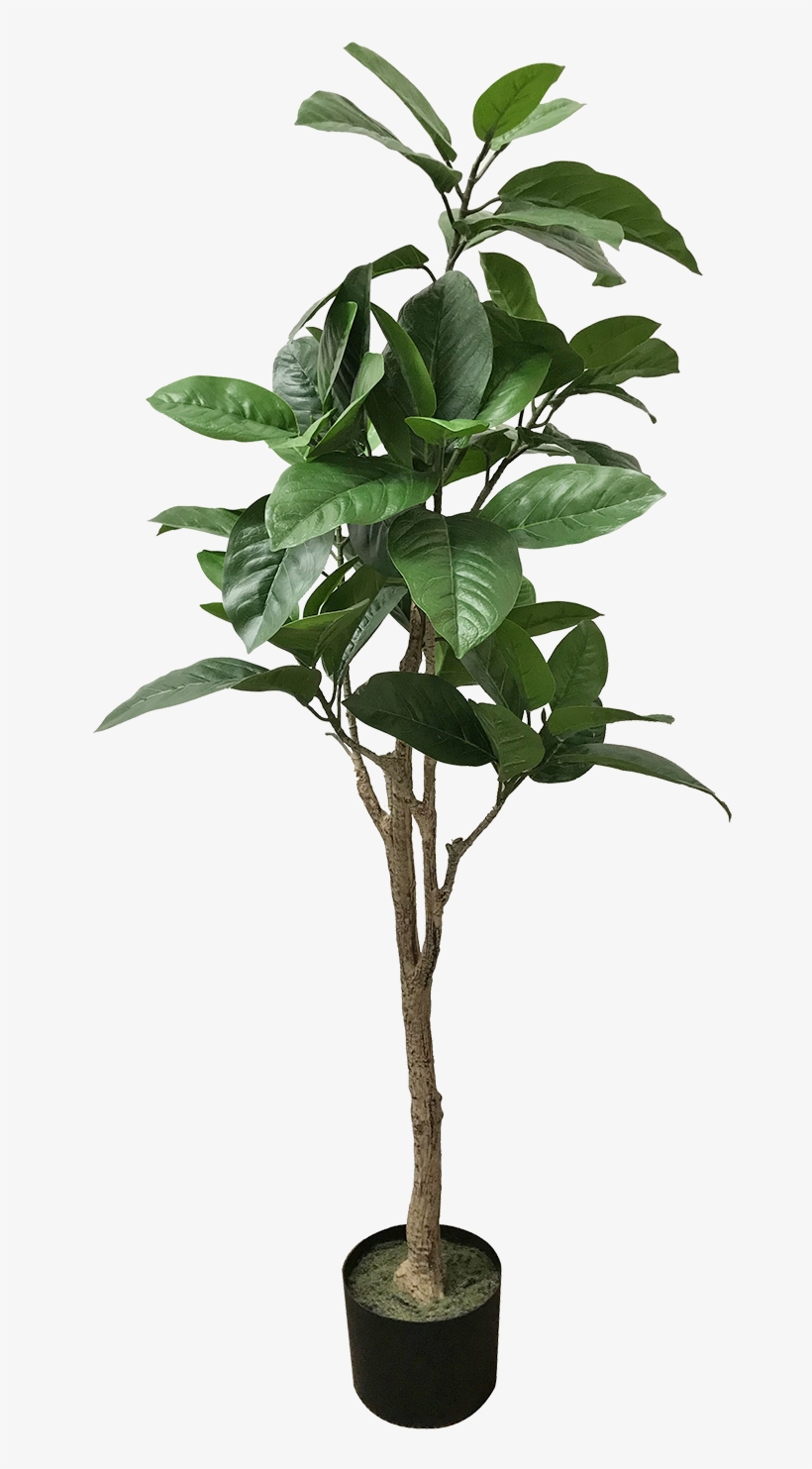 Potted Tree Png