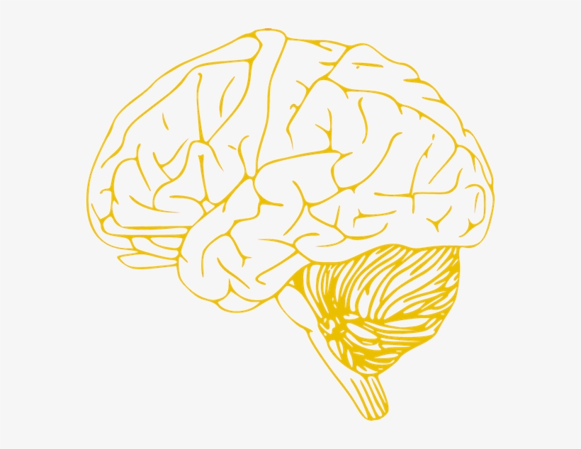 Human Brain Icon - Left Hemisphere Of Brain Outline Transparent PNG ...