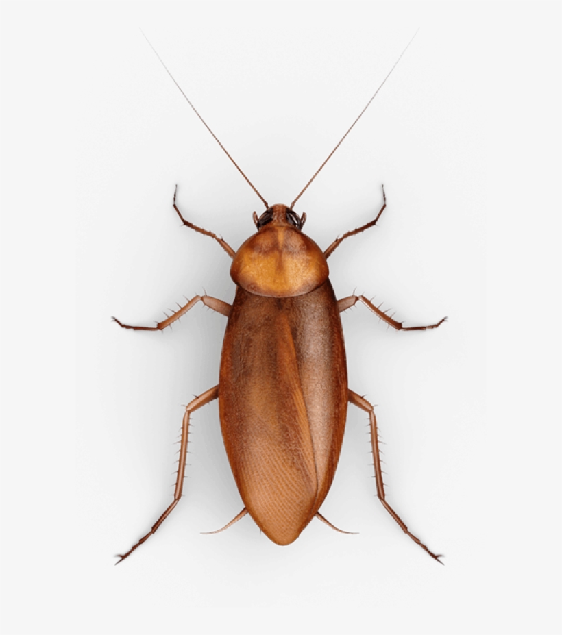 Download Roach Png Free Download - Cockroach On Transparent Background ...