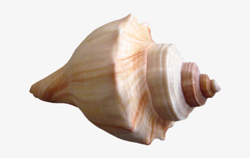Brown Clipart Seashell - Transparent Background Seashells Png ...