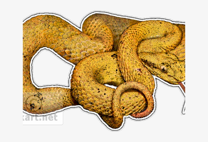 Pit Viper Drawing
