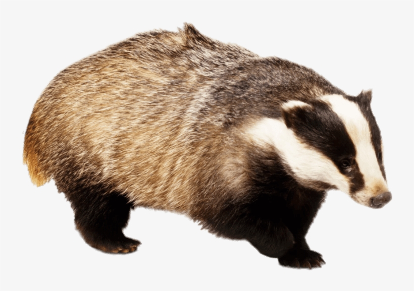 Badger With Front Paw Up - Badgers Png Transparent PNG - 802x527 - Free ...