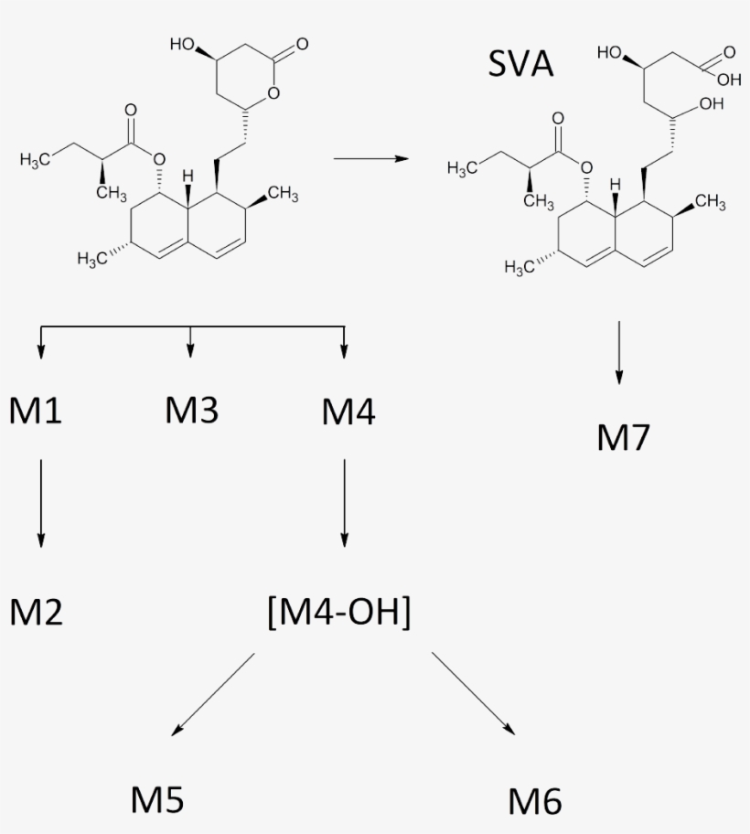 Simvastatin Metabolic Pathway - Simvastatin Metabolism Pathway ...