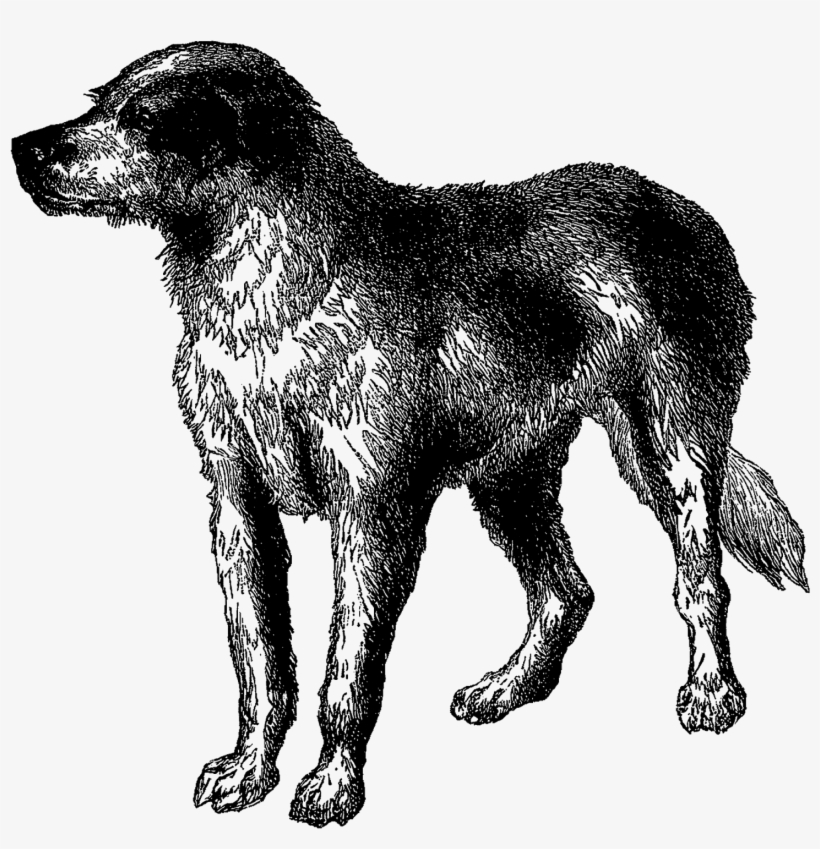 Vintage Dog Breed Boarhound Digital Download Animal - Estrela Mountain ...