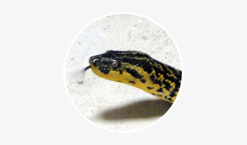 Anaconda Transparent PNG - 400x400 - Free Download on NicePNG