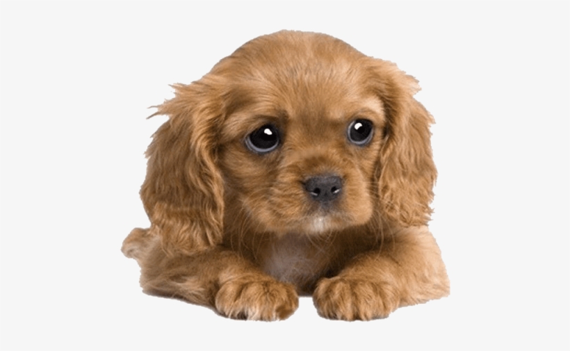 Free Png Cute Puppies Png Pics Png Images Transparent - King Charles ...