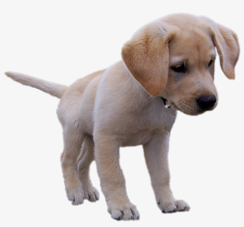 Report Abuse - Super Cute Little Yellow Labrador Retriever Puppy Dog ...