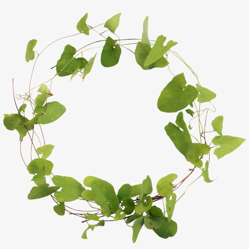 Leaves Vector Ring - Branches Circle Logo Transparent PNG - 2000x1976 ...