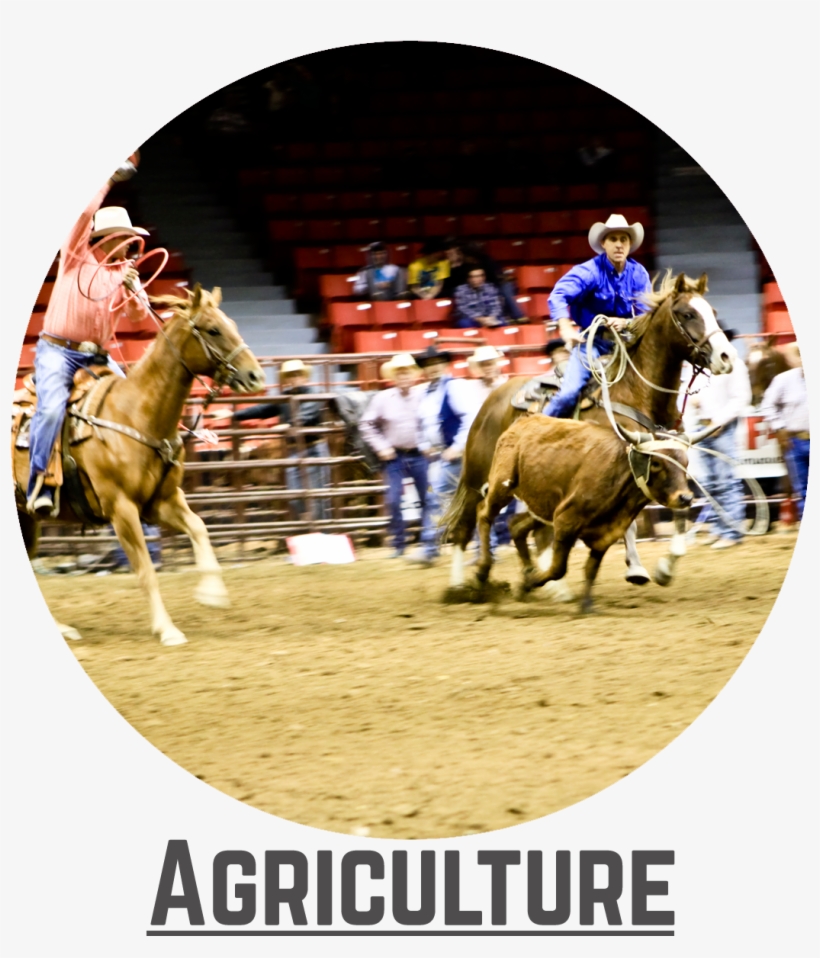 Rodeo Bubble - Stallion Transparent PNG - 1152x1267 - Free Download on ...