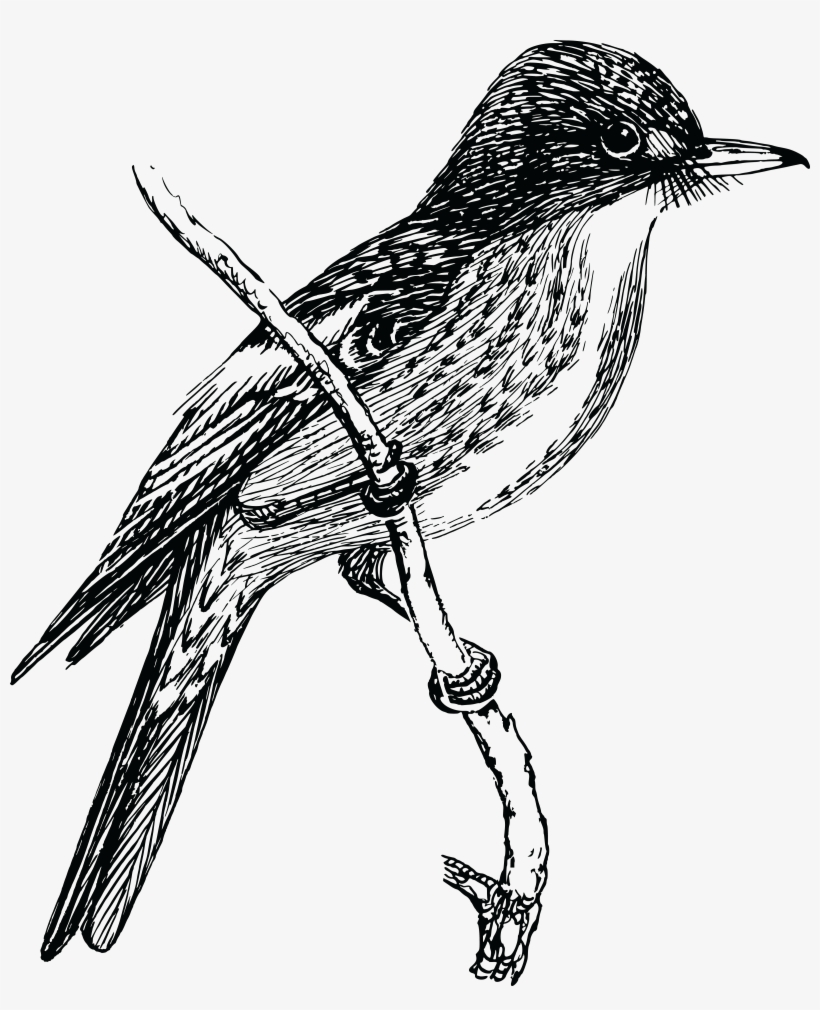 Free Clipart Of A Flycatcher Bird - Flycatcher Beak Line Art ...