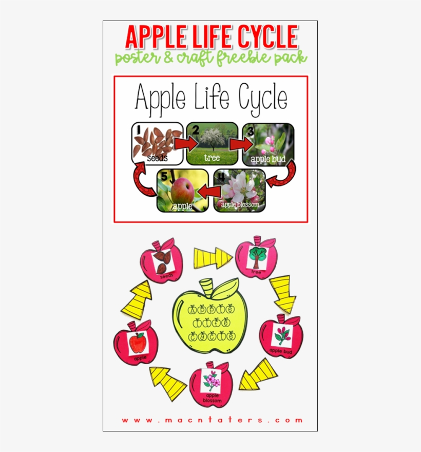 Apple Life Cycle Poster & Activity Free - Apple Life Cycles Transparent ...