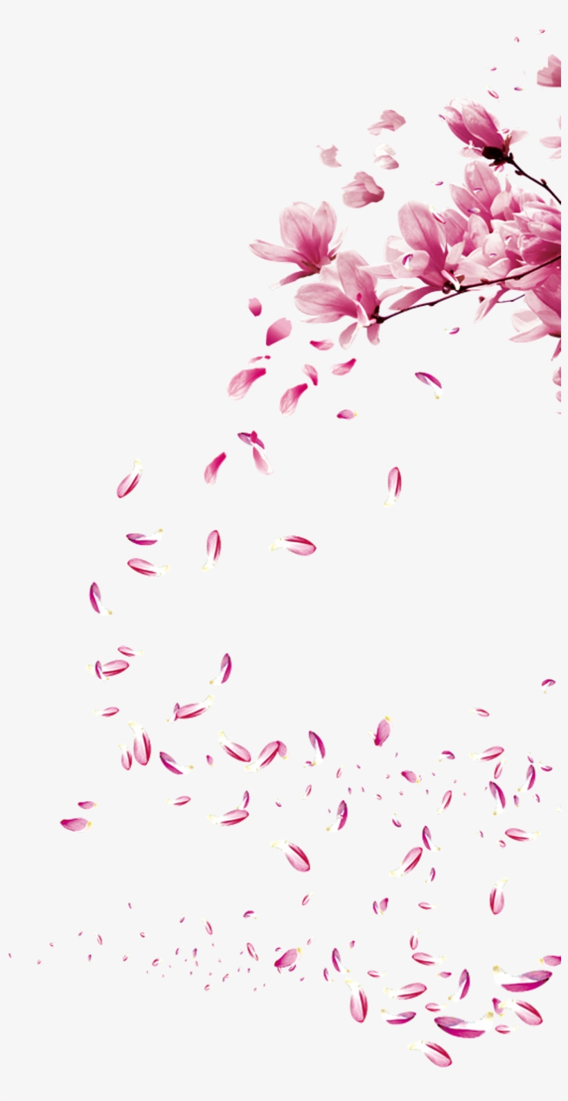 Sakura Sticker - Blossom Brush Transparent PNG - 1024x1536 - Free ...