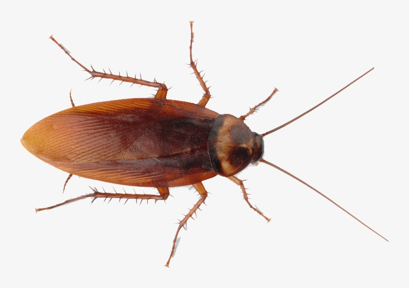 Roach Png - Cockroach Color Transparent PNG - 800x800 - Free Download ...