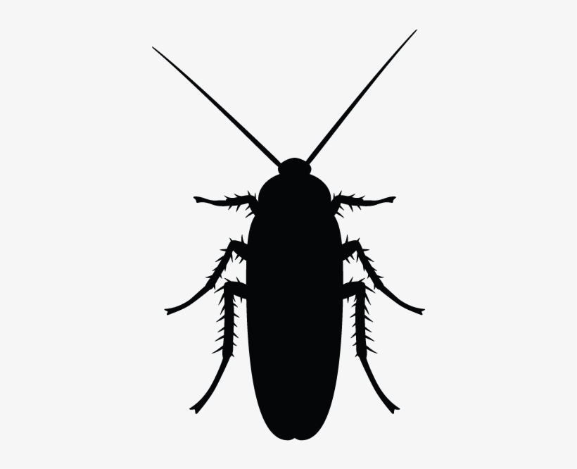 Cockroaches In Minnesota Homes And Offices - Cockroach Black And White ...
