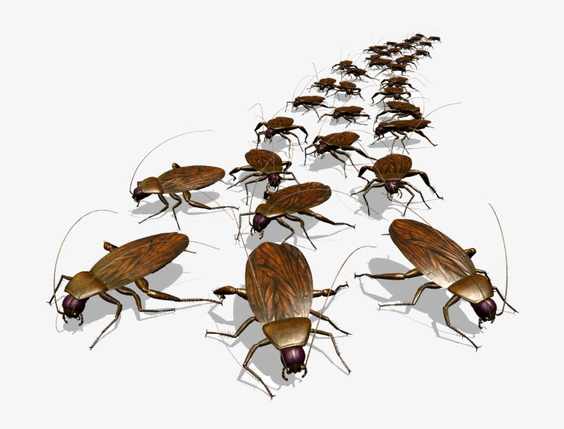 Photos Clip Art - Buba Rusi Transparent PNG - 800x600 - Free Download ...