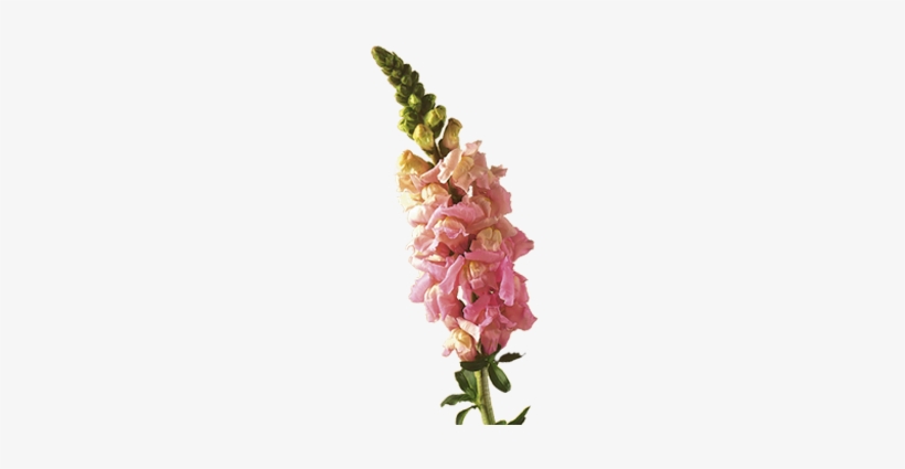 Vector Royalty Free In The Language Of Flowers Snapdragons - Snapdragon ...