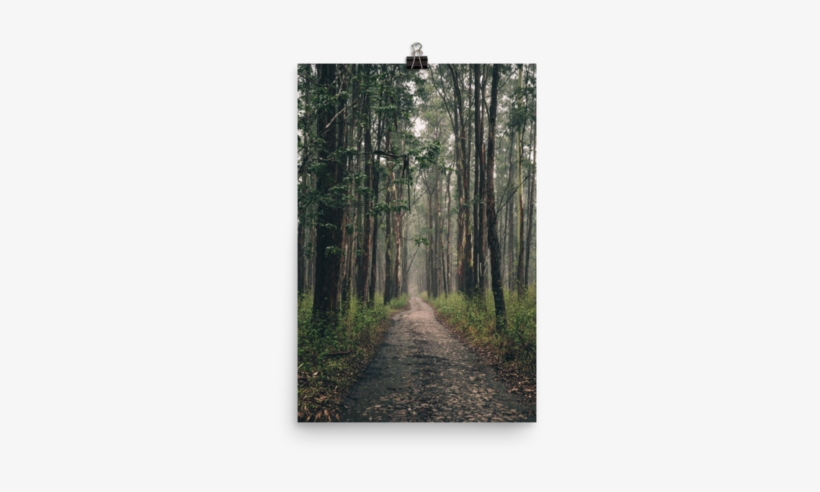 Long Forest Path - Long Path Through Forest Transparent PNG - 600x600 ...