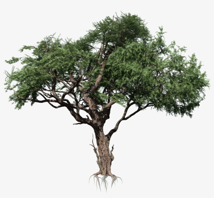 Acacia - Rainforest Tree Png Transparent PNG - 1000x974 - Free Download ...