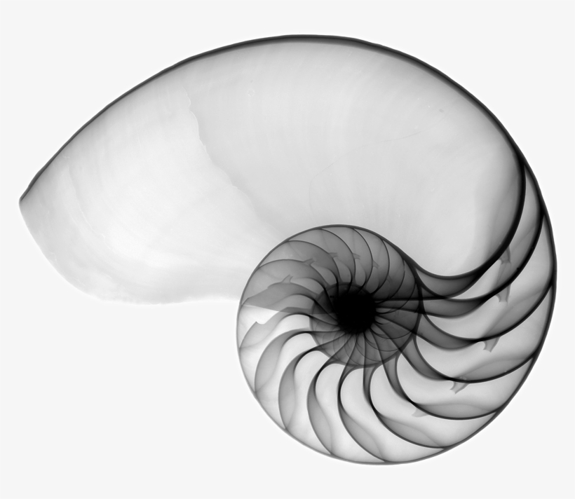 Bg Marca - Simbolo Fibonacci Transparent PNG - 814x661 - Free Download ...