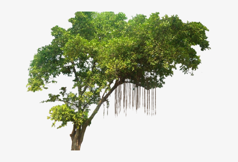 Download Tree Png Transparent Images - Jungle Tree Png - HD Transparent ...