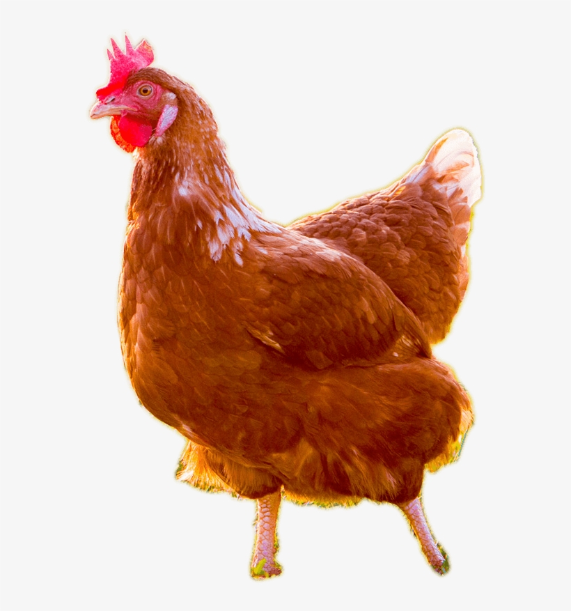 Vital Farms - Live Chicken No Background Transparent PNG - 602x805 ...