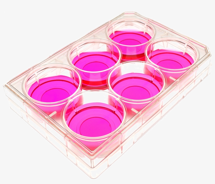 Png Library Mattek Corporation Biotechnology Company - 6 Well Plate ...