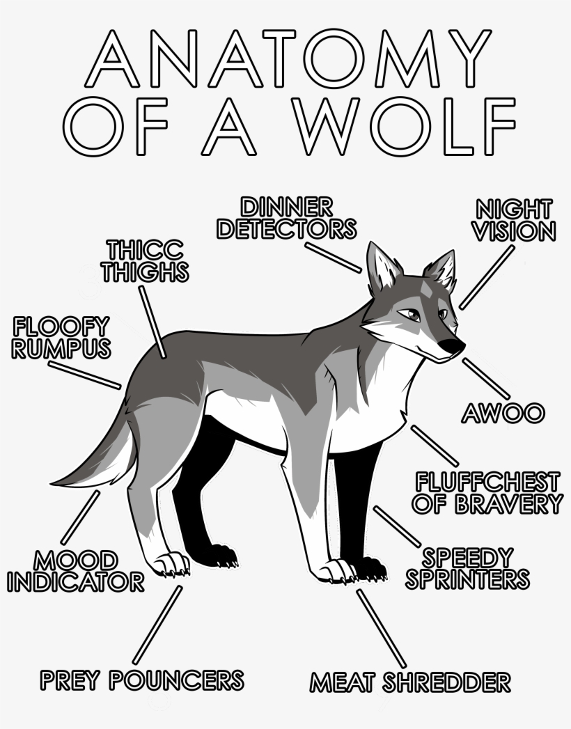 Anatomy Of A Wolf - Anatomy Of A Furry Transparent PNG - 3630x4950 ...