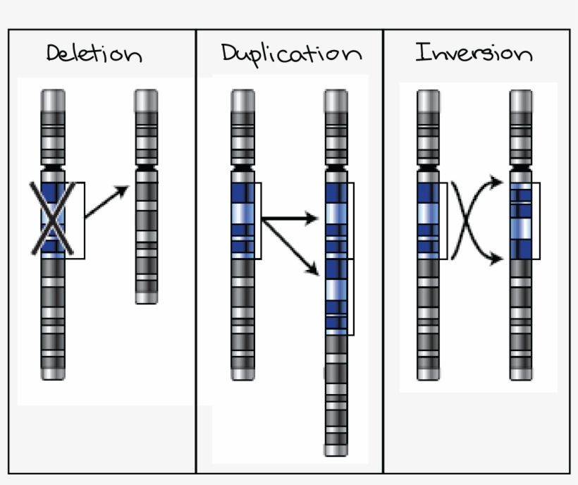 Diagram Schematically Representing A Deletion, Duplication, - Mutation Transparent PNG ...