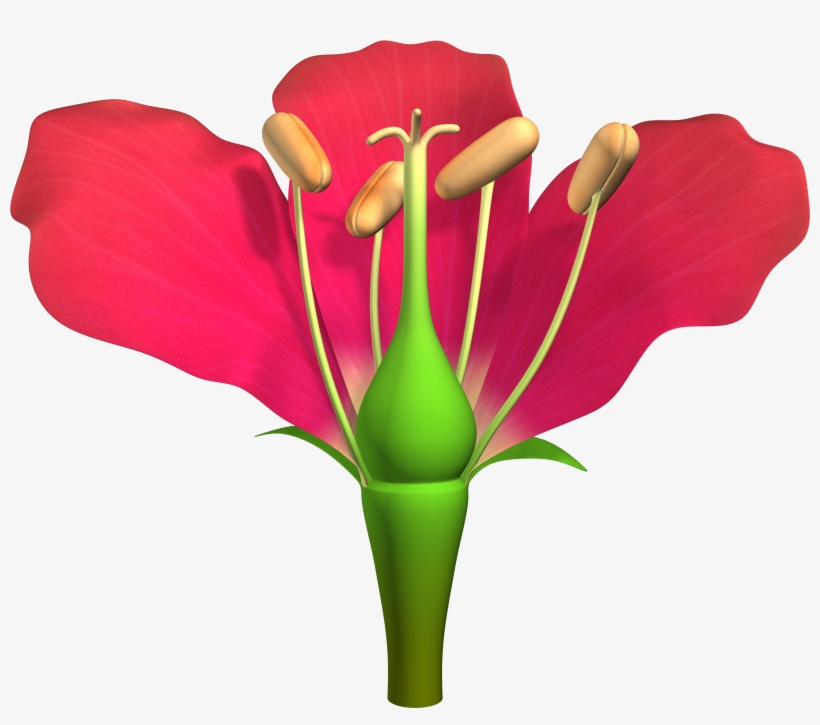 136 Parts Of Flower 01 Lit Transparent PNG - 4096x4096 - Free Download ...