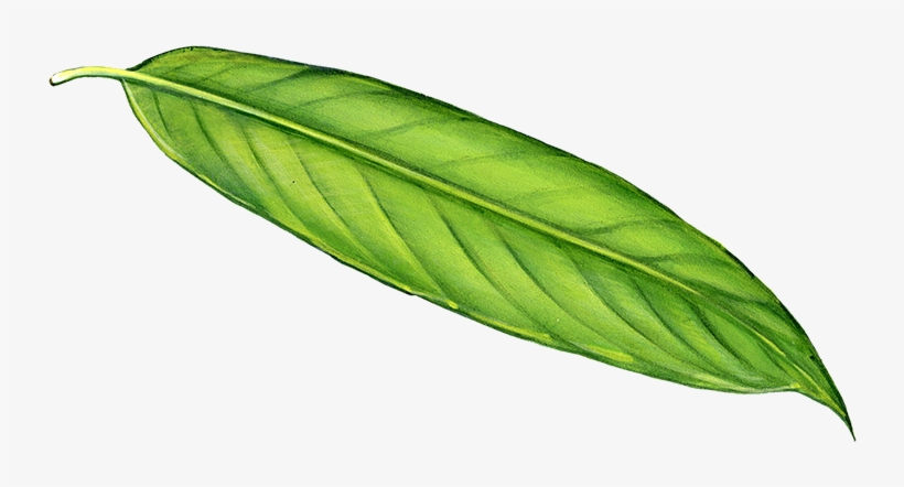 Long Leaf Png - Long Leaf Transparent PNG - 900x900 - Free Download on ...
