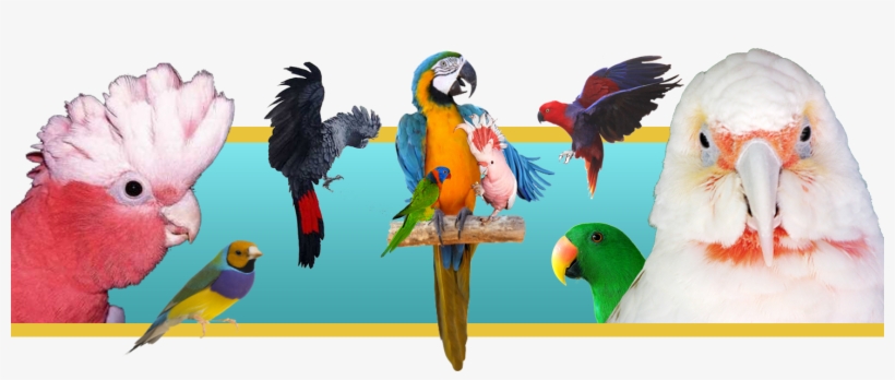 Pet Bird Banner Transparent PNG - 1471x553 - Free Download on NicePNG