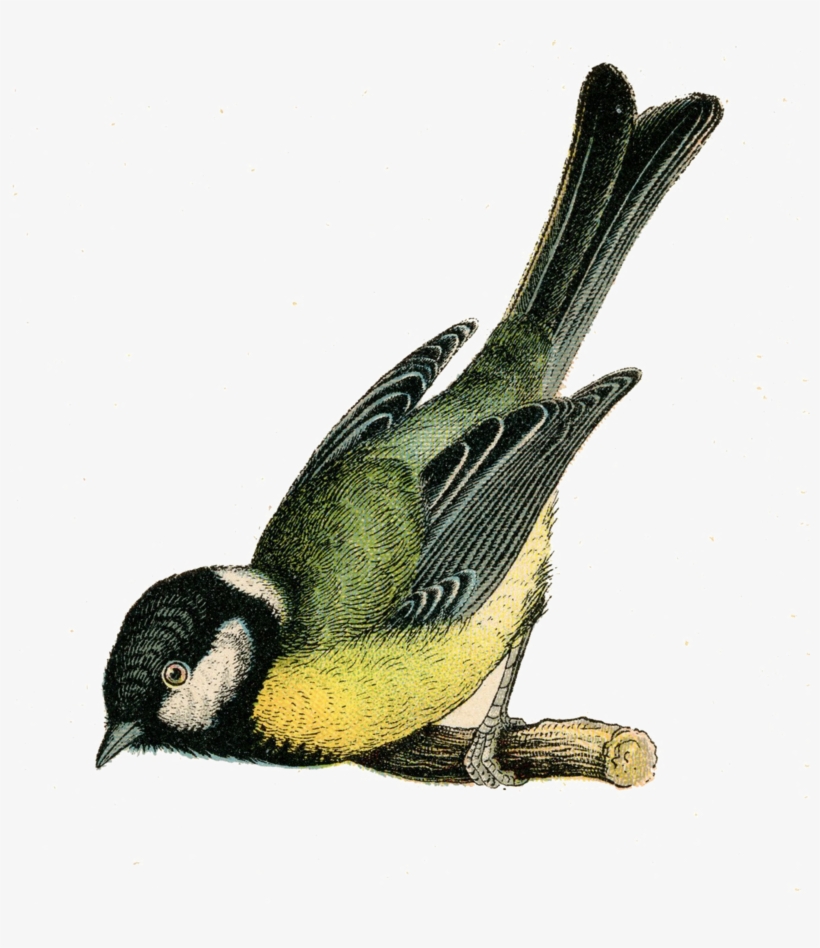 Vintage Bird Clip Art