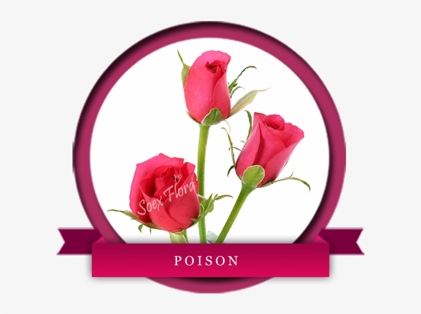 Indian Fresh Flower Grower And Exporters In Europe - Poison Rose ...