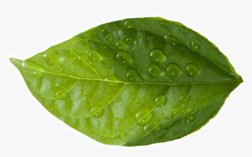 Leaf - Dew Transparent PNG - 1024x683 - Free Download on NicePNG