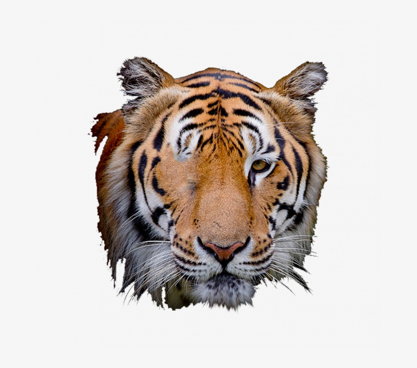 Visual Tiger Face Mask Editing Background And Png Download - Tiger Face ...
