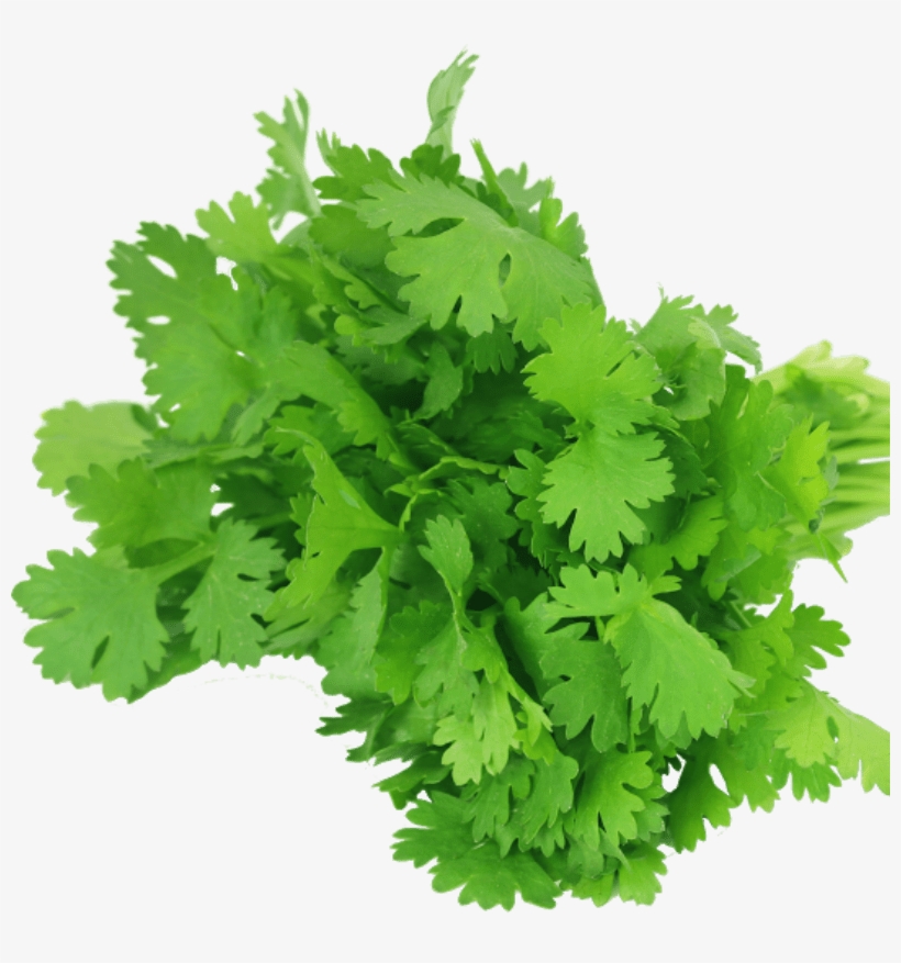 Cilantro Adicional A Tu Fresbox Favorita - Fresh Parsley Png ...
