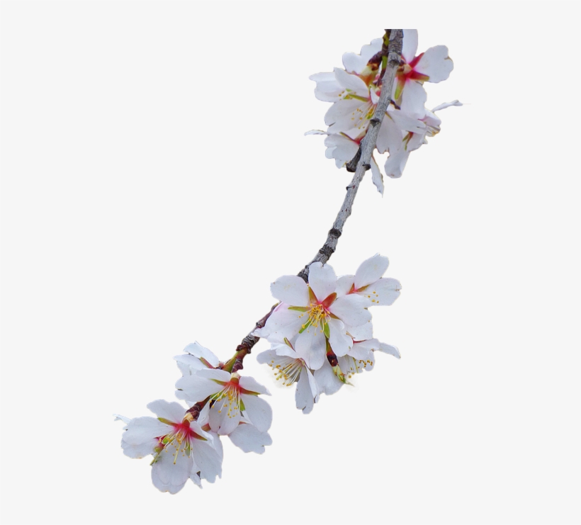 Almond Tree Clip Art