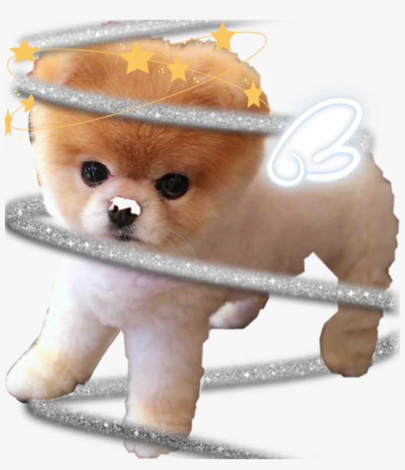 Are Jiffpom And Boo The Same Dog
